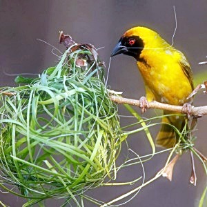 Mengenal burung Manyar - Ocehan Kenari