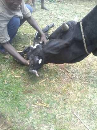 Photos: Strange looking calf born in Kenya