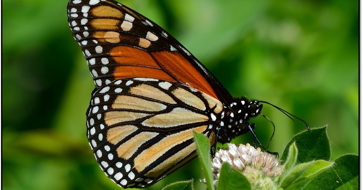 Butterflies and Dragonflies: La Mariposa Monarca - The Monarch ...