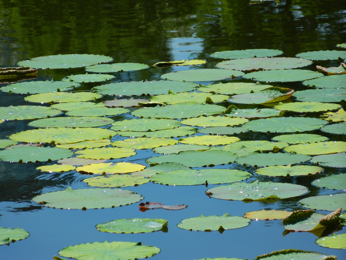 LA MULTI ANI, ROMANIA!: Frunze de nufar