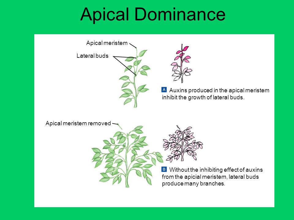 Senior Biology: Plant Responses