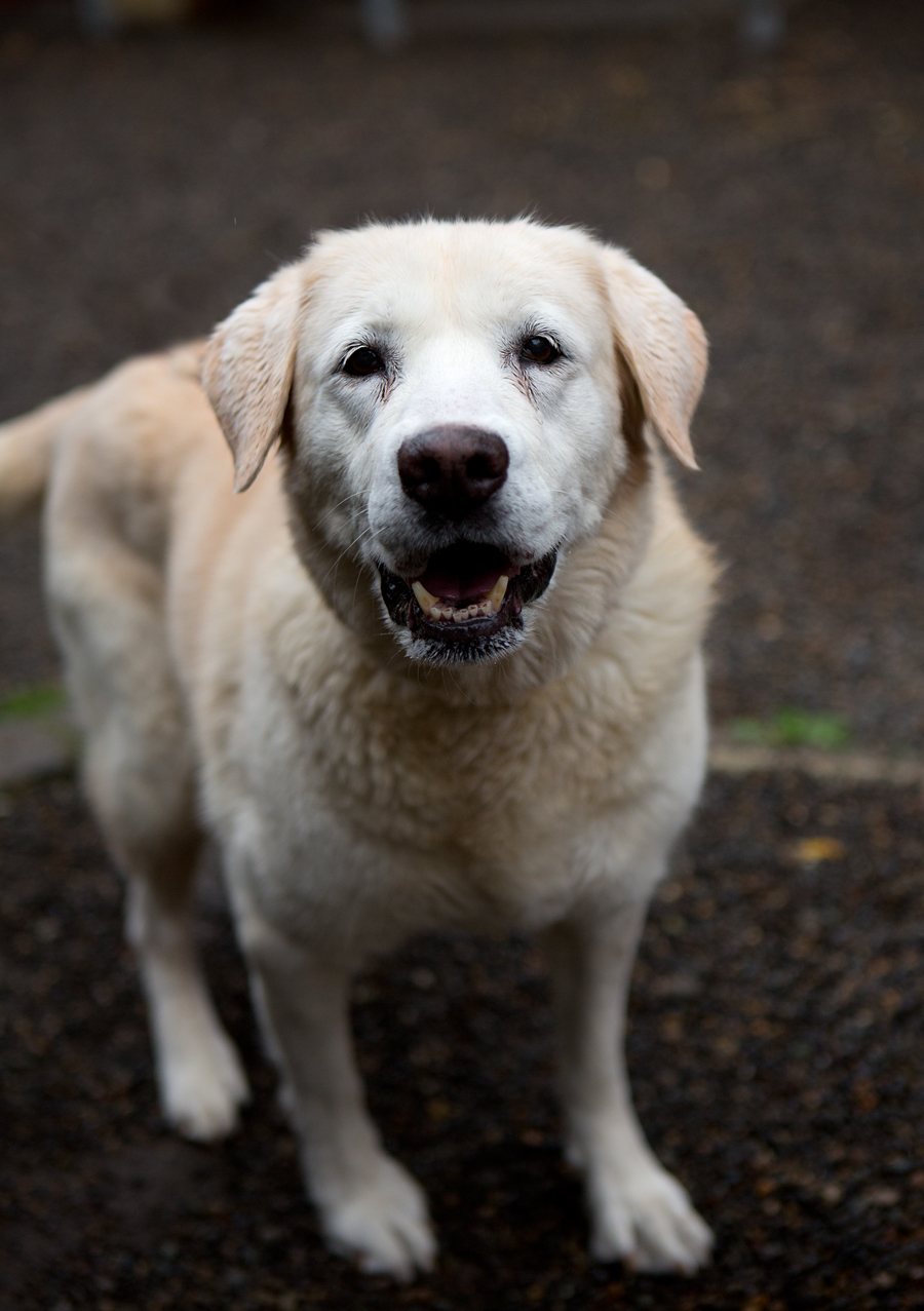 Shelter Dogs of Portland: "JULIE" darling senior Yellow Lab