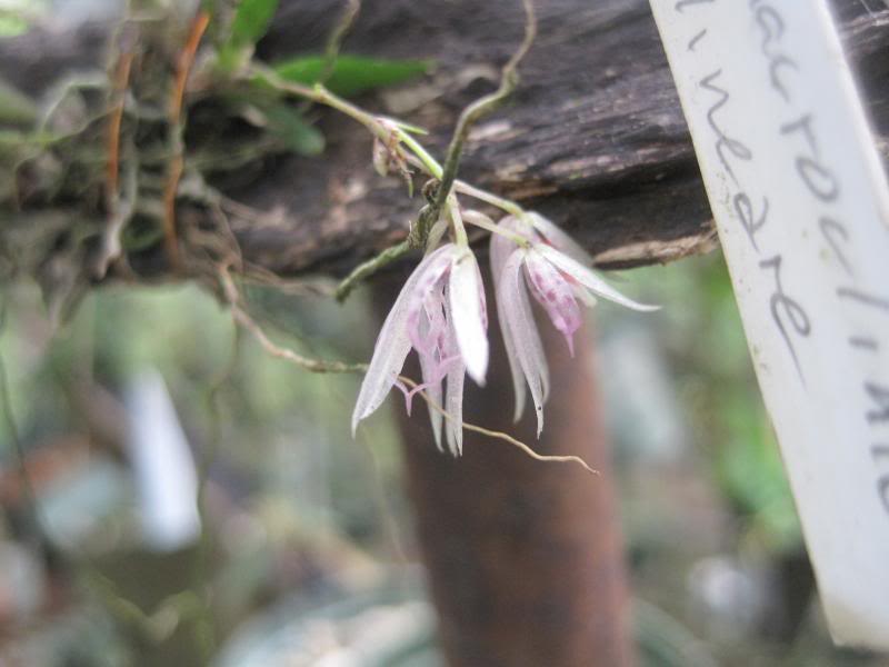 Macroclinium lineare care and culture | Travaldo's blog