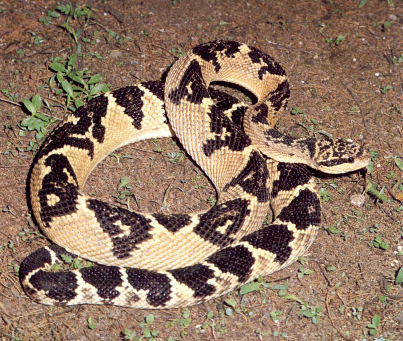 Núcleo de Proteção Ambiental (NPA): Serpente Surucucu (Lachesis muta)