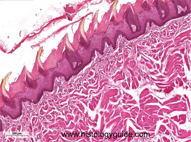 Atlas virtual de histologia e patologia: LÍNGUA E GLÂNDULAS SALIVARES