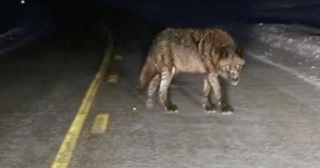White Wolf : Incredible Encounter: Photographer meets a big, burly wolf ...