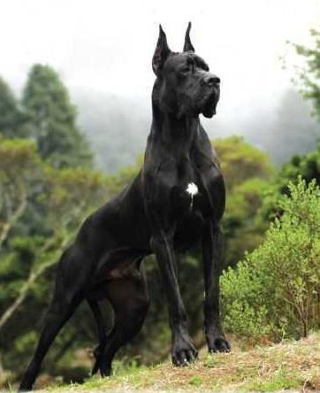 Razas de perros: Gran Danés