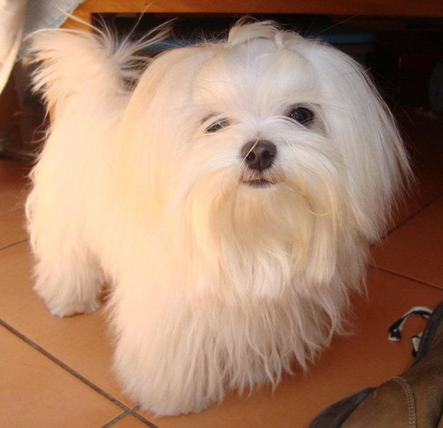 Perritos por el mundo!: Bichon Maltés: Un perro elegante