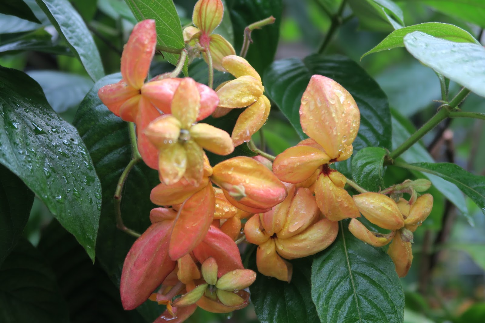 Kleyns In The Philippines: * Flowers (Mga Bulaklak) 2