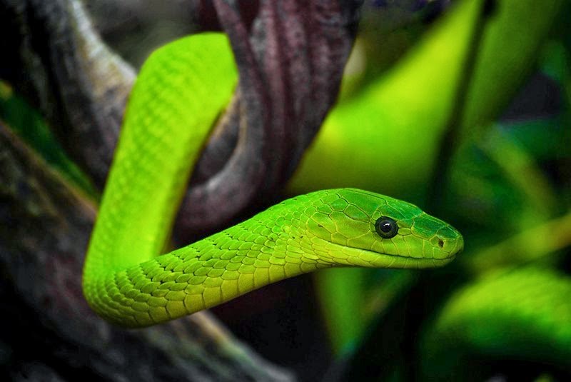 AVEEK- Blogs: Green mamba