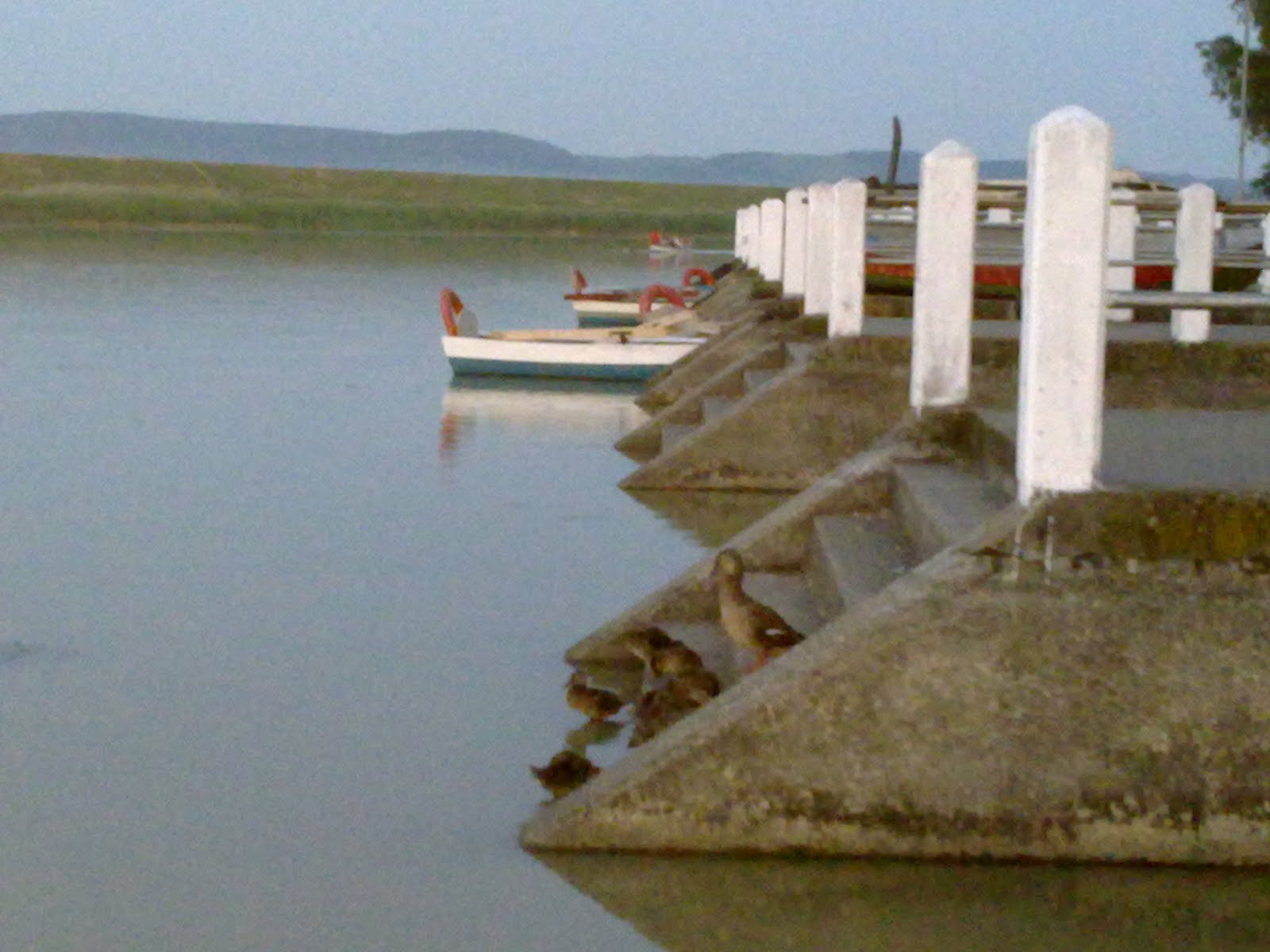 Doua rate stau pe lac.... - Semnal de Bacău