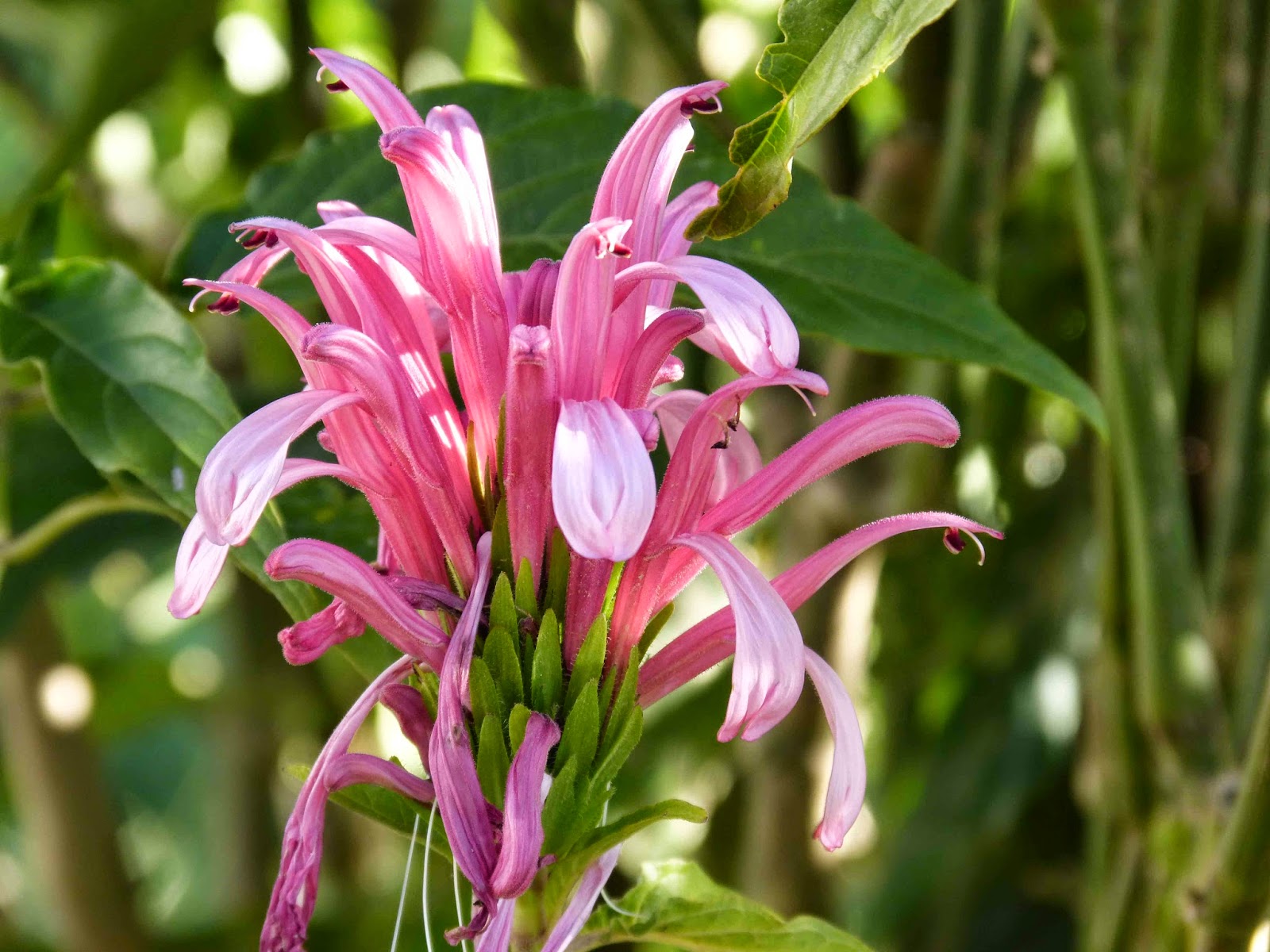 Canguçu em cores II: Jacobínia - Justicia carnea Lindl. - Haikai ...