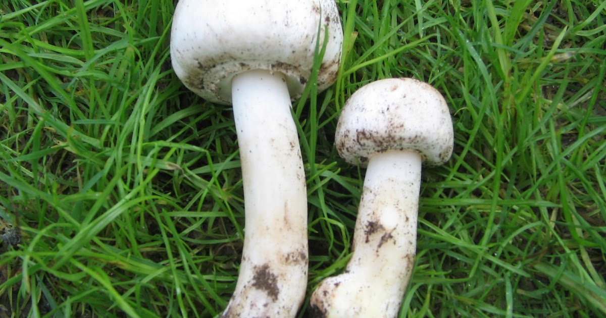 a FUNGHI nel SALENTO e... anche altrove: Agaricus xanthoderma Genev.