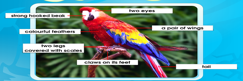 KHIM'DOME SCIENCE ROOM: ANIMALS