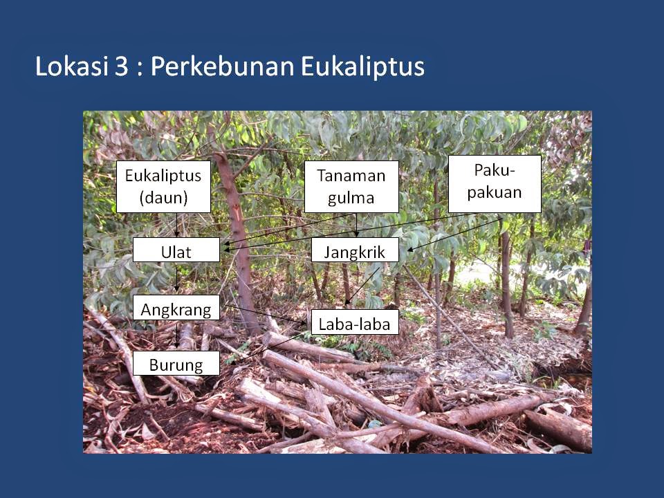HUTAN RAWA GAMBUT: EKOSISTEM HUTAN RAWA GAMBUT