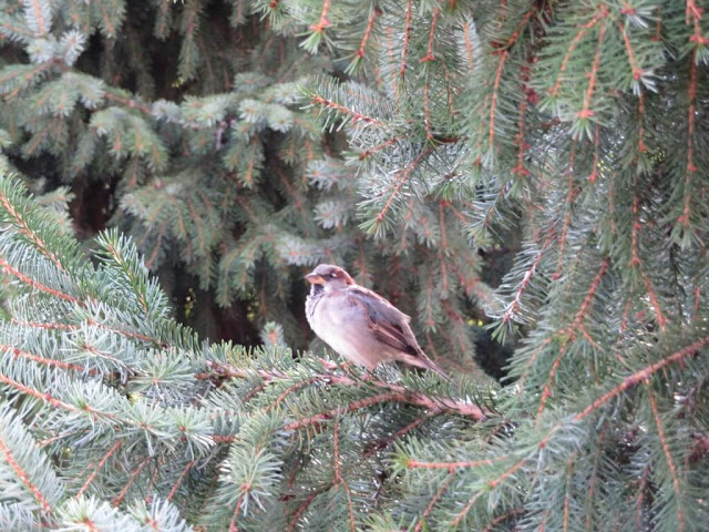 Divagar entre FLORES - ANIMAIS - NATUREZA: PARDAIS do meu caminho