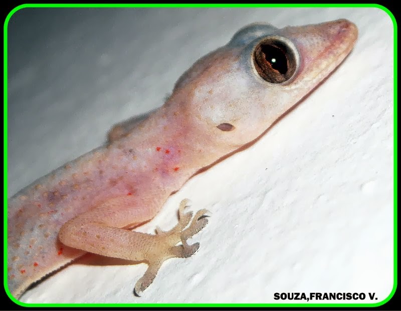 FAUNA E FLORA DO RN: Lambioia Hemidactylus mabouia; Fauna do RN