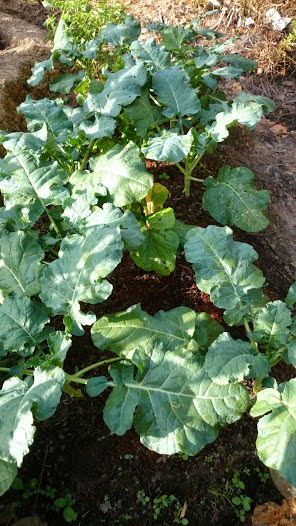 BROKOLI HIJAU [update] - Rangkuman Cara Bertanam Lengkap