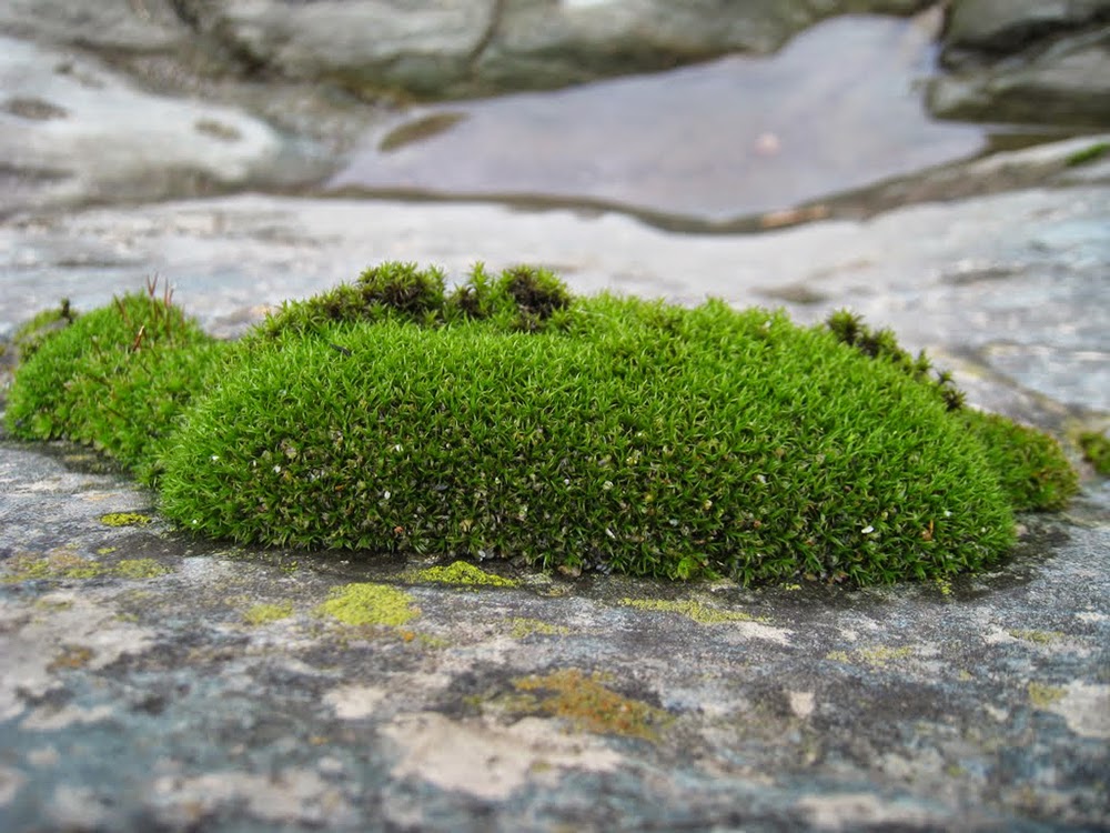 Mossy Fuzzy Moss | omninaut