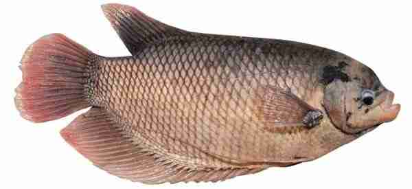 Cara Membedakan Ikan Gurami Jantan Dan Betina