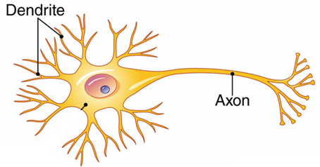 Neuronul ~ Admitere Facultatea de Medicina & Farmacie