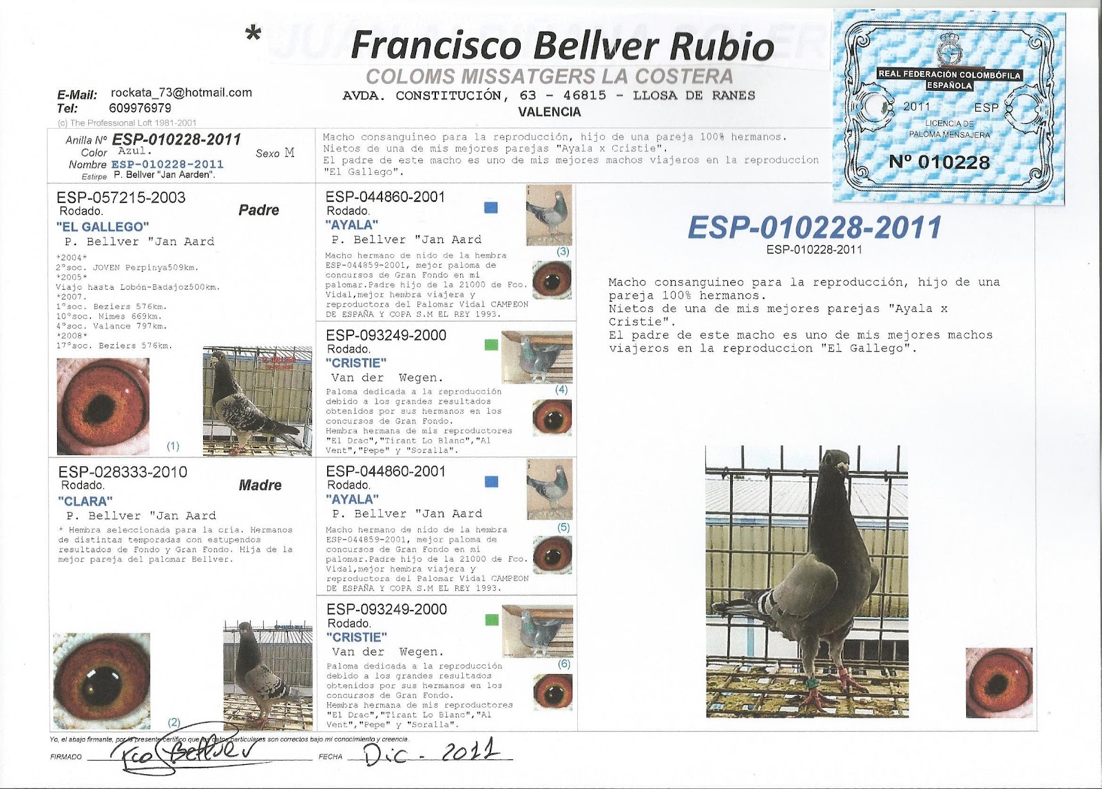 Palomar PACO BELLVER RUBIO. Colombofília: ENDOGAMIA Y CONSANGUINIDAD EN ...