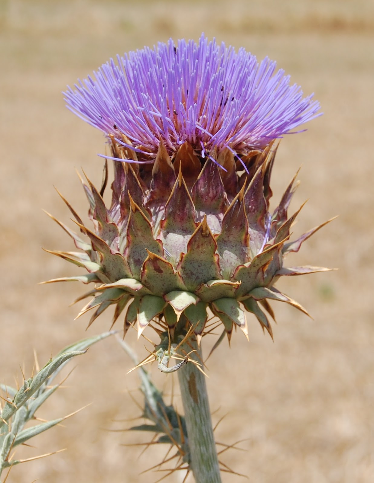 Flora da Serra da Arrábida: Cardo-do-coalho (Cynara cardunculus)