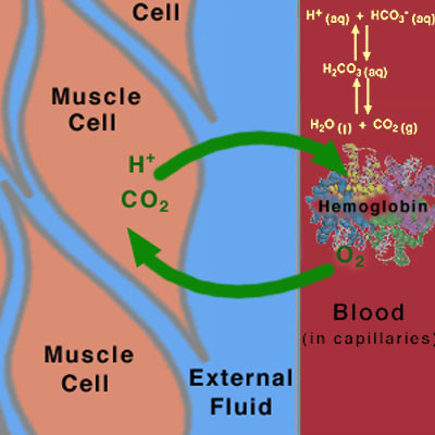 Blood Buffer System