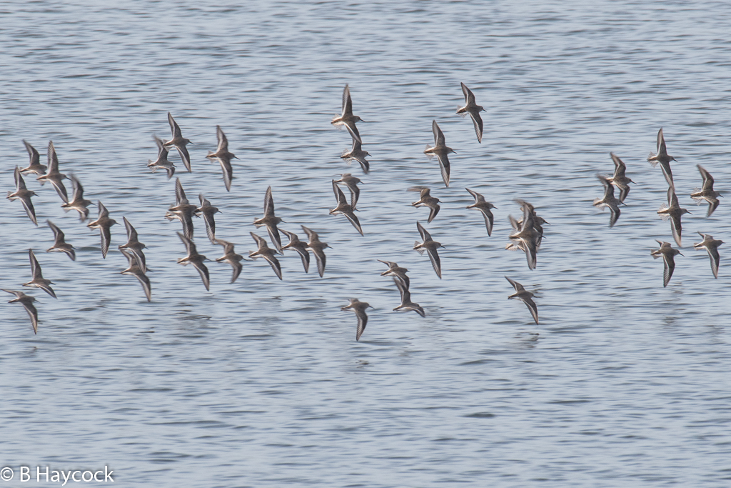 Pembrokeshire Birds: Stackpole late morning & Angle Bay mid-afternoon