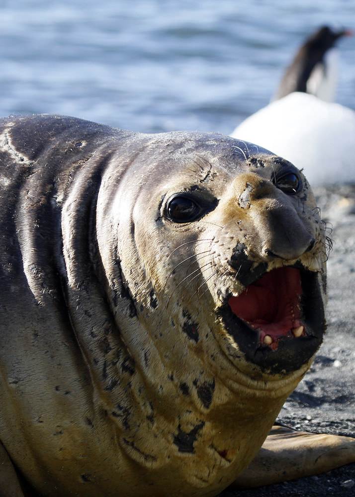Travels with birds: Elephant Island