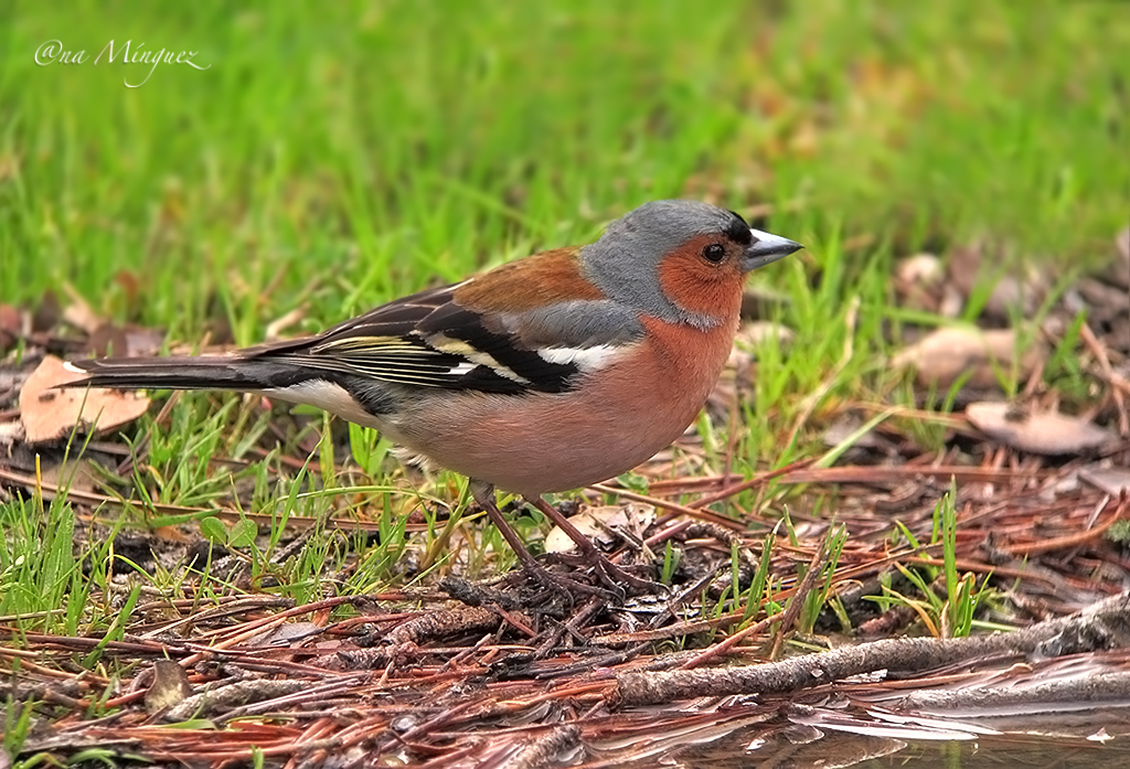 NATURANAFOTOS: Pinzon vulgar..