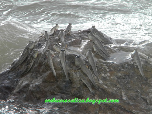 Embun ♥ Kaseh ♥ Rosaliza: IKAN BELACAK - ~ ww~