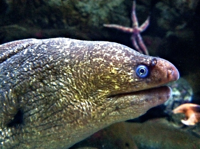 Travel With Whippets: Hatfield Marine Science Center, Oregon Coast ...