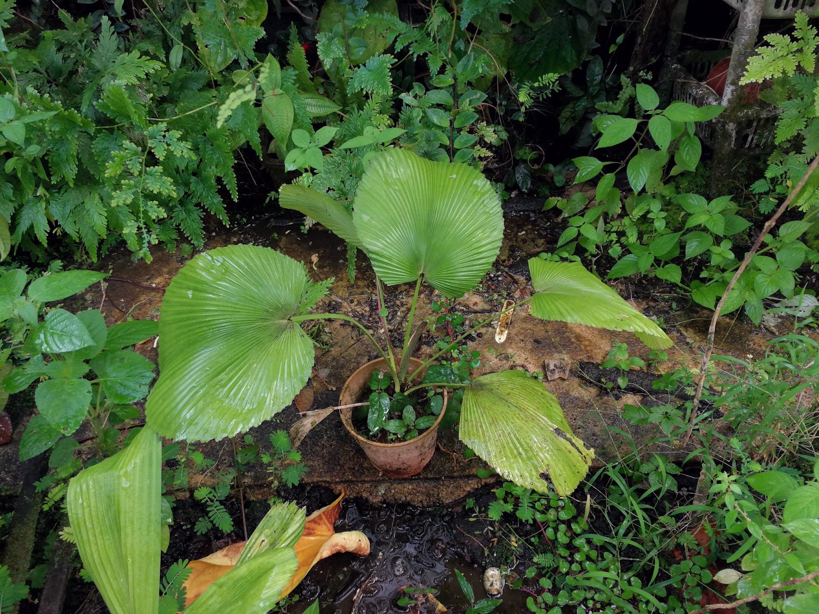 Belly Up Rare Botanicals: Licuala cordata pups