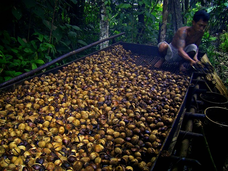 Ciri-ciri Pohon Tengkawang (Shorea SPP) Salah Satu Maskot Kalbar | SUKU ...