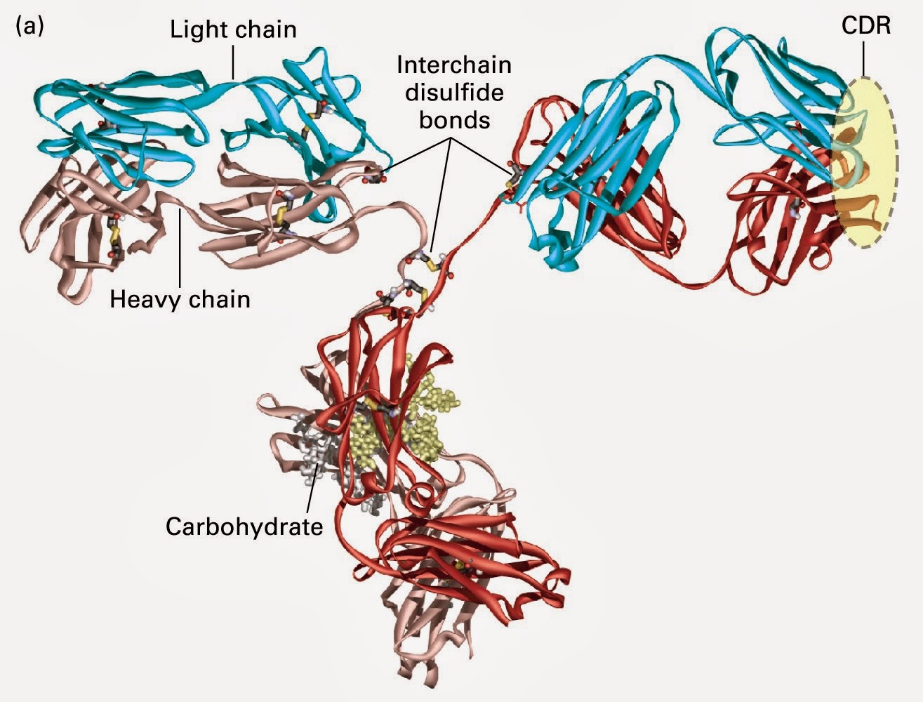 Propanona: Complementariedad molecular.