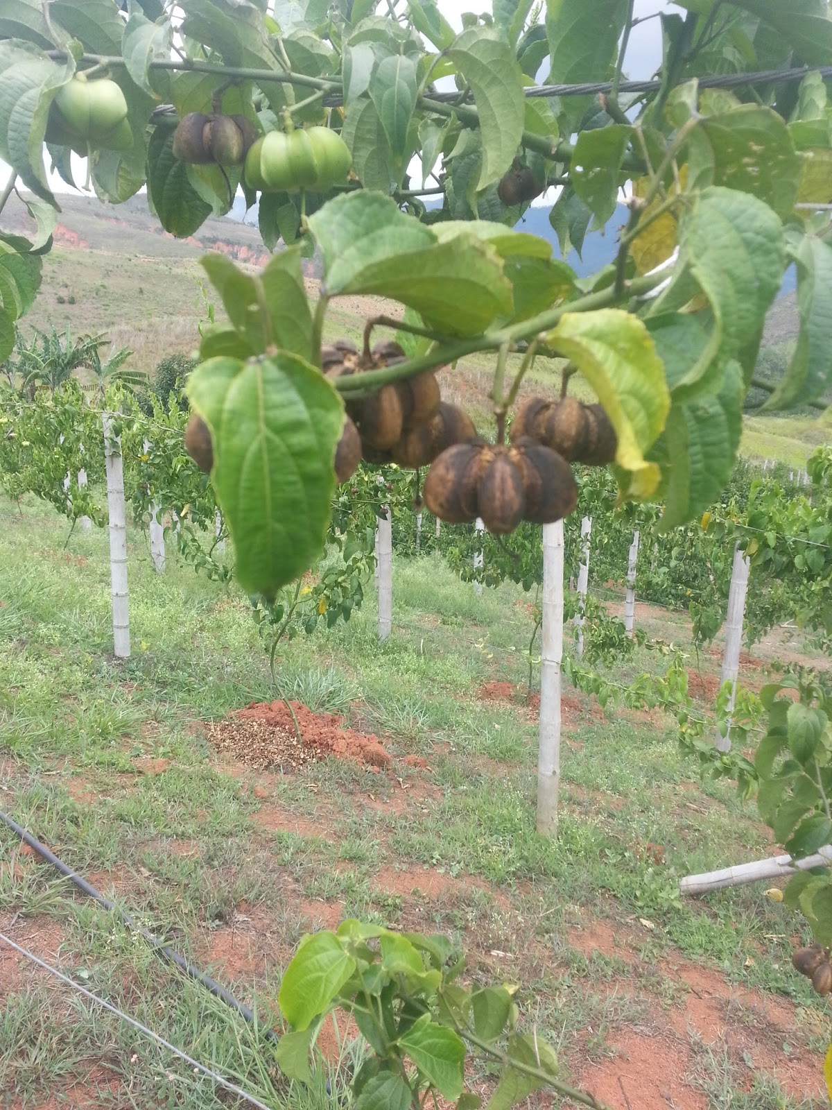 SACHA INCHI SANTANDER COLOMBIA