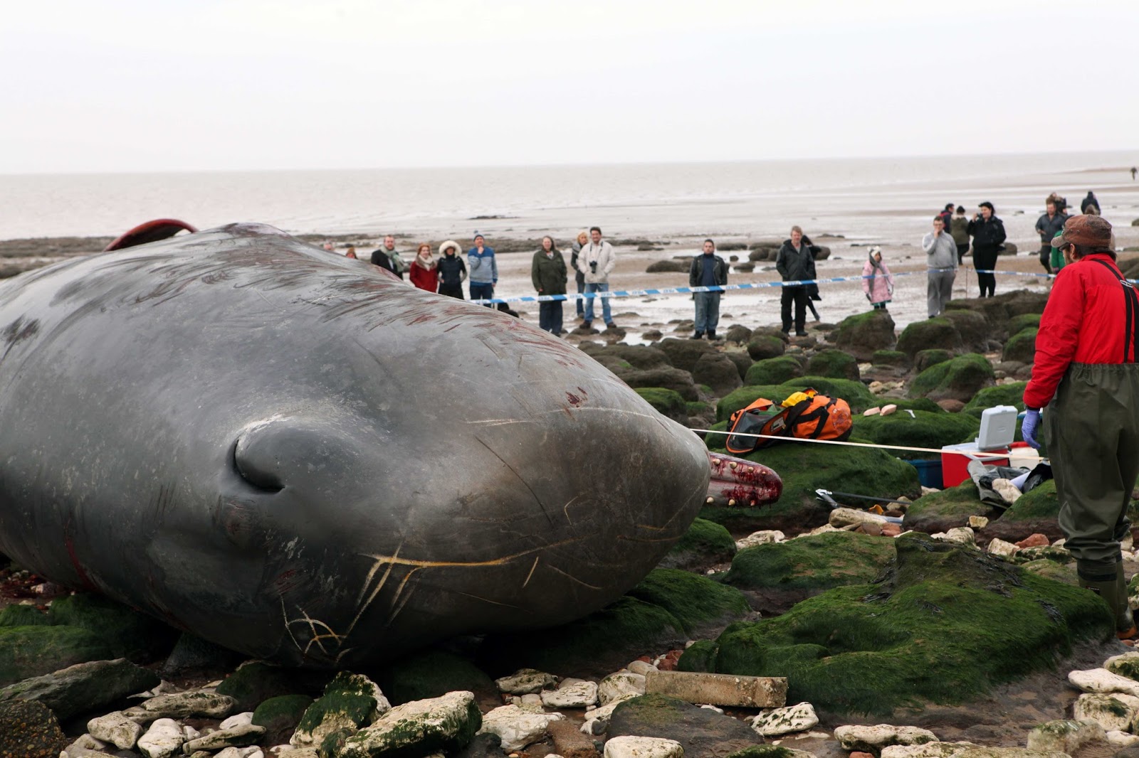 Bull of the Bog: Beached Sperm Whale, Hunstanton