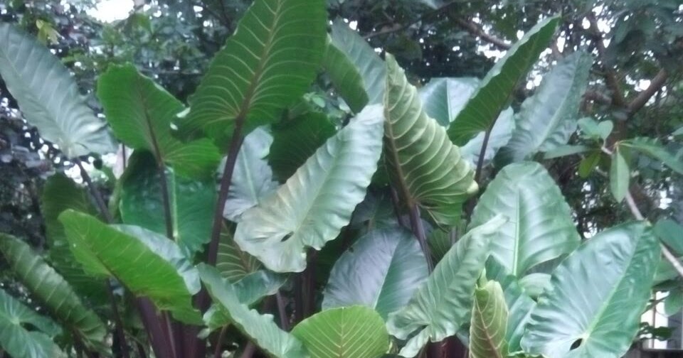 jual pohon sente keladi hitam | jasa pembuatan dan penanaman rumput ...