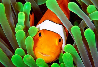 The Clown Fish Named Nemo - MY PETS