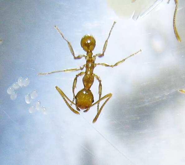 Photos and Info on Ants and Termites of Malaysia: Pheidole Sp.