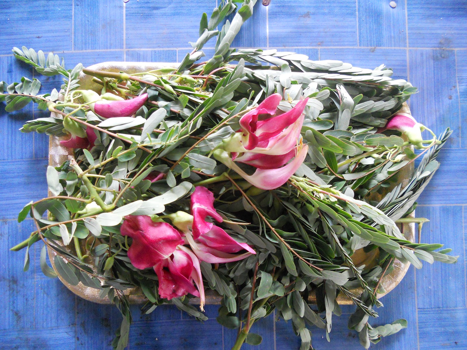 Cikgu Roha menulis...: Resepi Asli Kedah: Sayur geti masak lemak