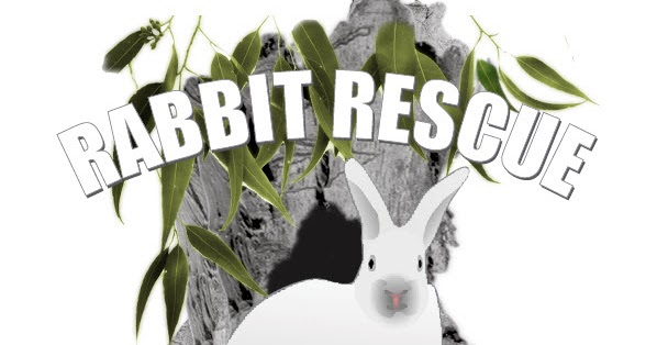 Rabbit Rescue Sanctuary: VOLUNTEERING
