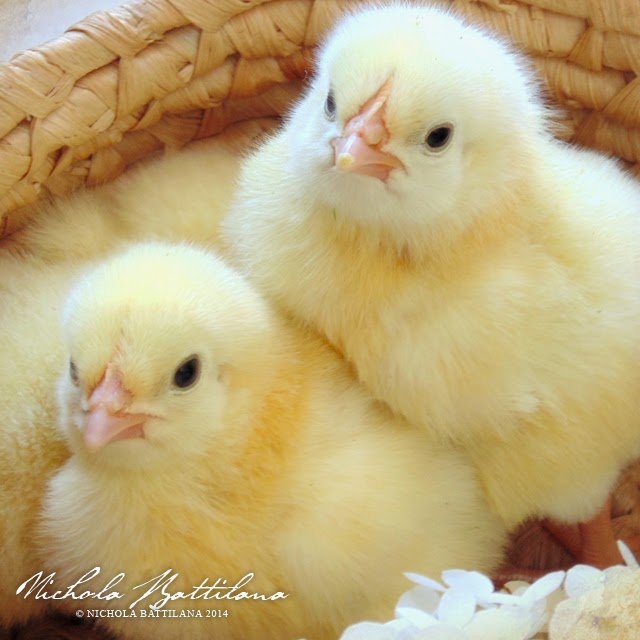 Pixie Hill: Baby chick day