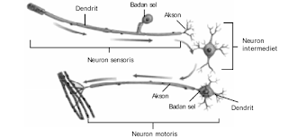 Bab 8 : Sistem Regulasi Dan Macam-Macam Sistem Regulasi Pada Manusia ...