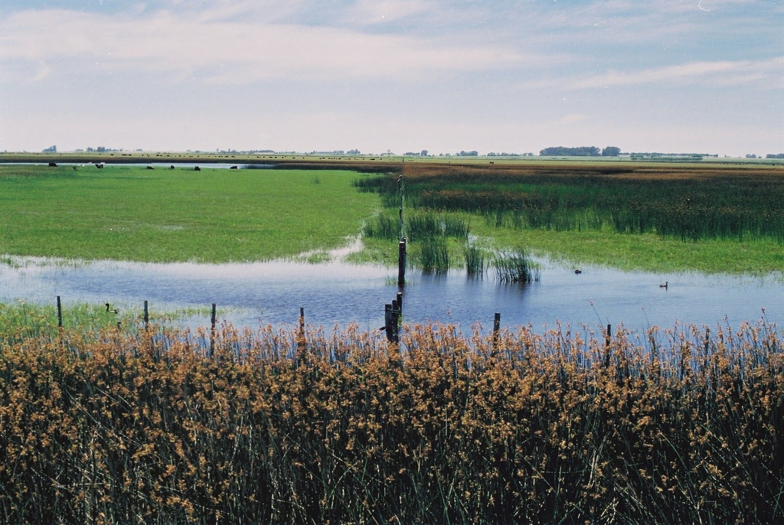 ARGENTINA Humedales Sitios Ramsar: "Humedal Laguna Melincué" (5 ...