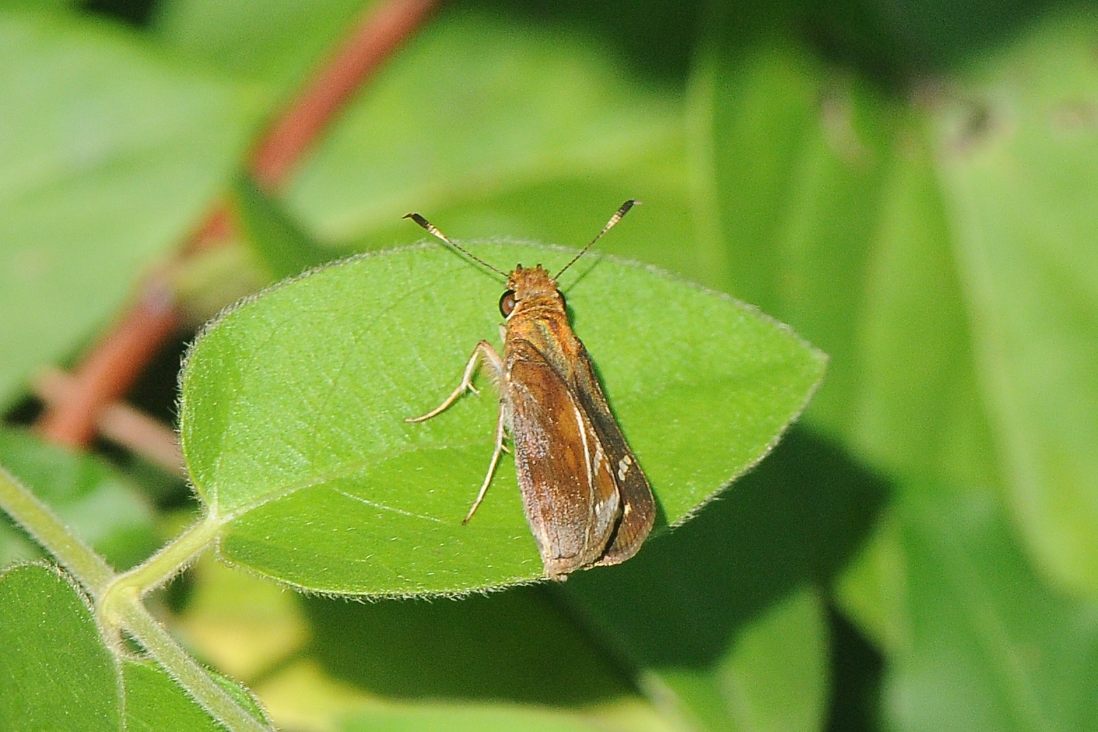 Cory Gregory's Bug Blog: Missouri
