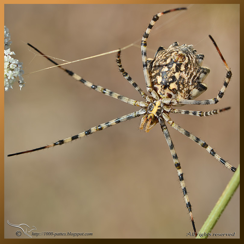 Argiope lobata | Focusing on Wildlife