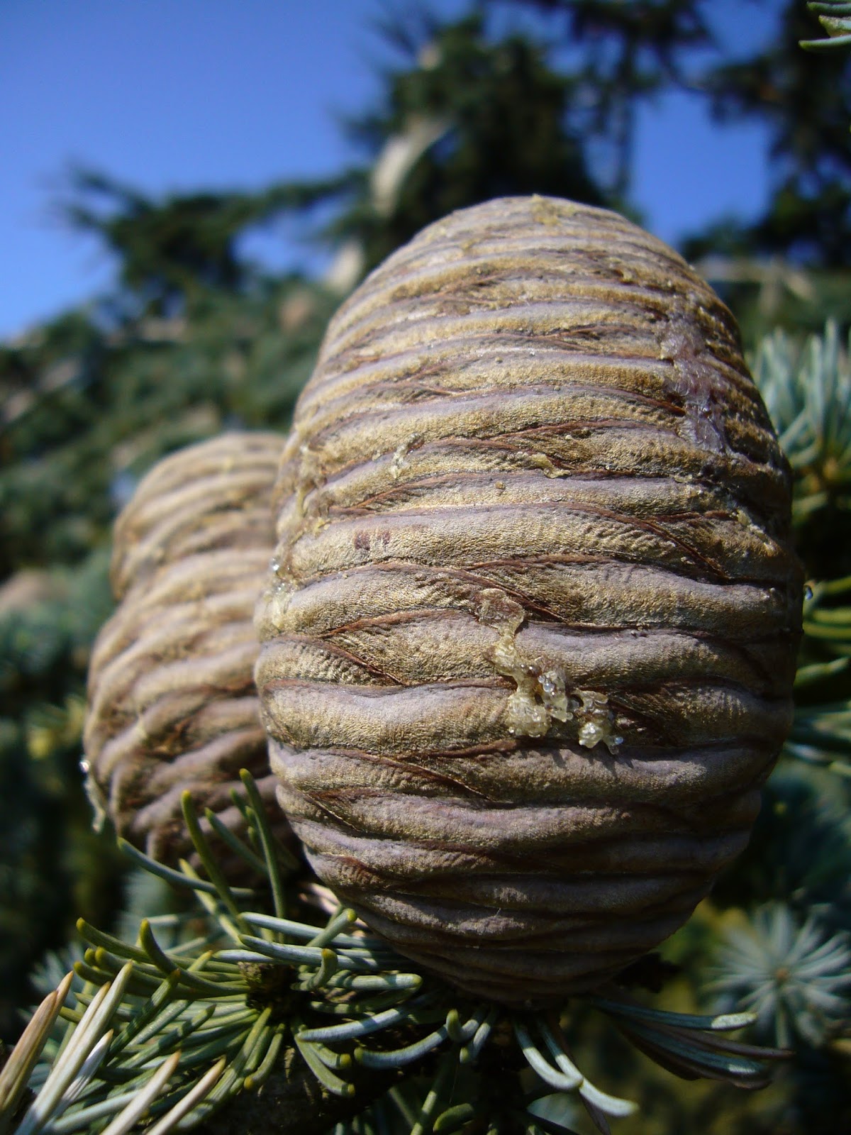 Trees Planet: Cedrus libani – Cedar of Lebanon