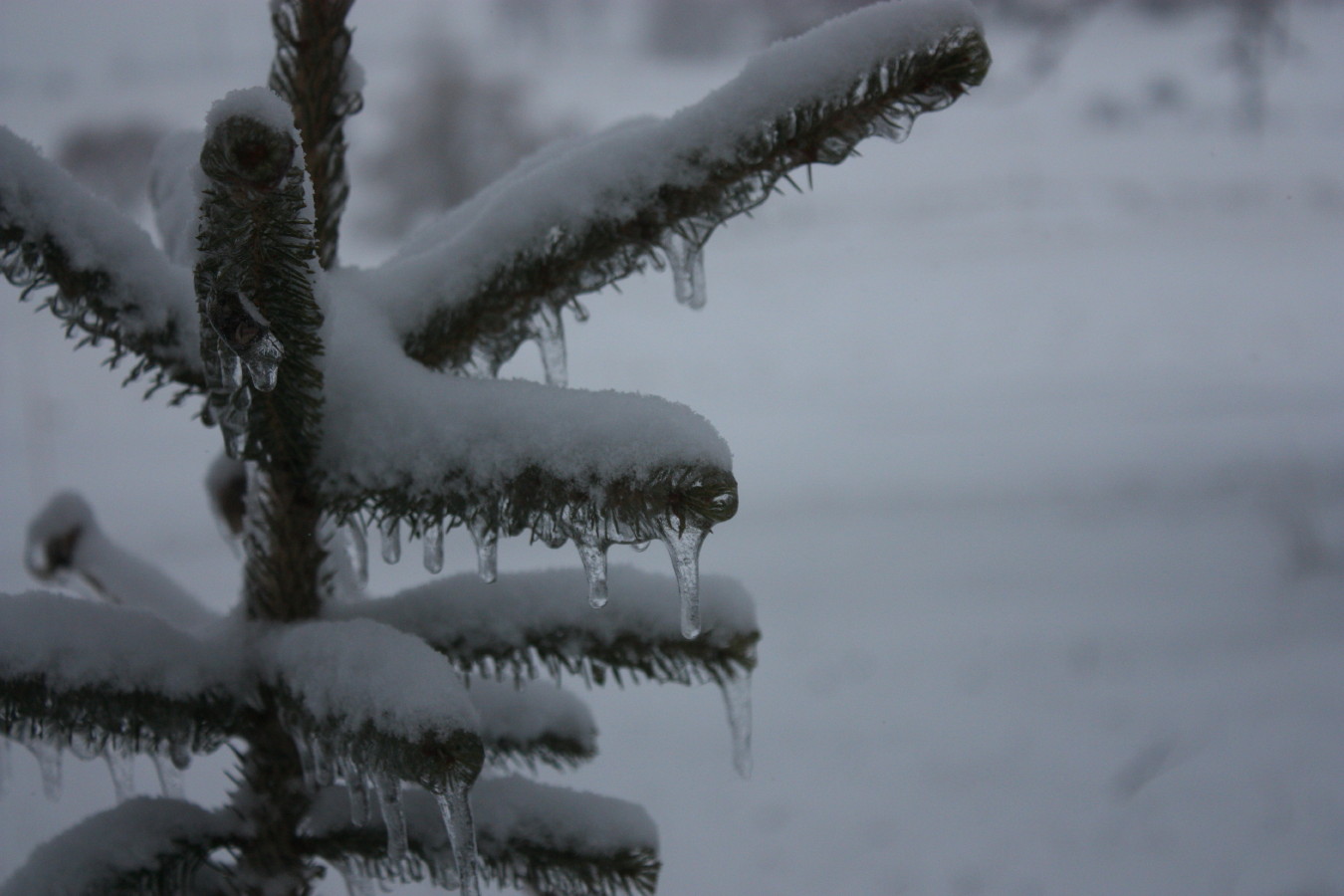 Anja's Photo Journal: Snow over Freezing Rain